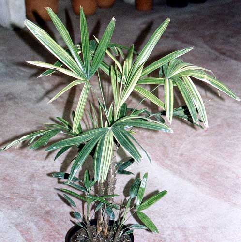 Rhapis variegated - PACSOA Wiki