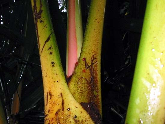 Pinanga dicksonii - PACSOA Wiki