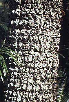 Cycas silvestris - PACSOA Wiki