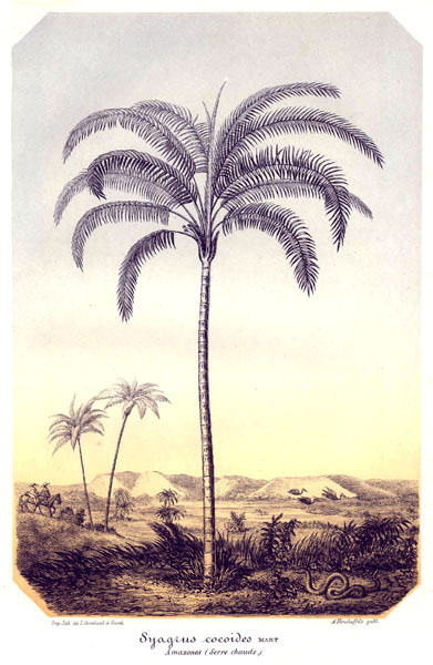 Syagrus cocoides - PACSOA Wiki