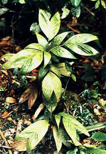 Pinanga pilosa - PACSOA Wiki