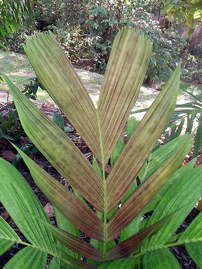 Pinanga coronata - PACSOA Wiki