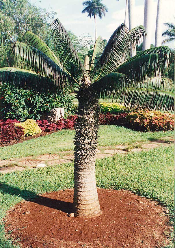 Microcycas calocoma - PACSOA Wiki