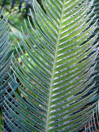 Dioon rzedowskii - PACSOA Wiki