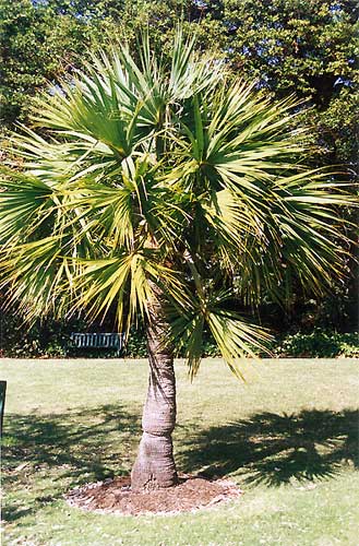 Sabal minor - PACSOA Wiki
