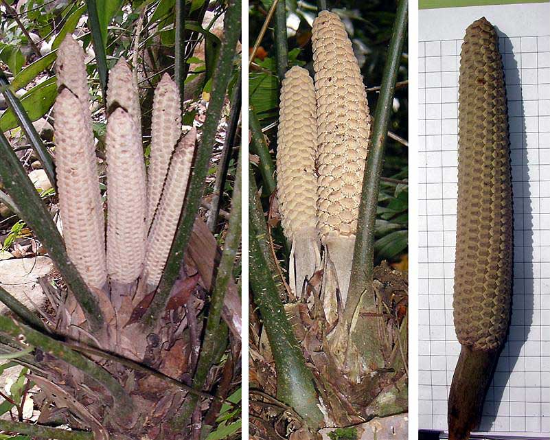 Zamia fairchildiana - PACSOA Wiki