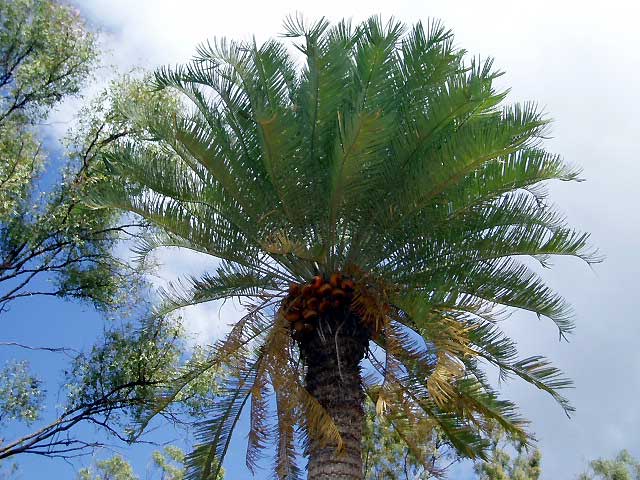 Cycas megacarpa - PACSOA Wiki