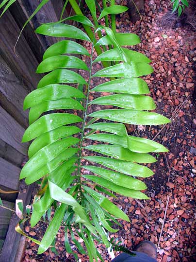 Zamia lecointei - PACSOA Wiki