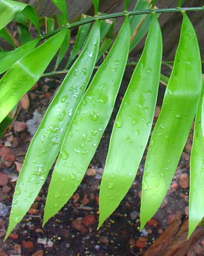 Zamia lecointei - PACSOA Wiki
